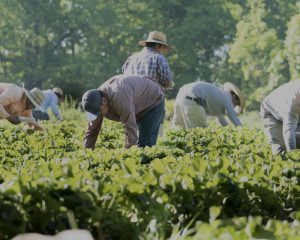 Recognizing Labor Trafficking - Polaris