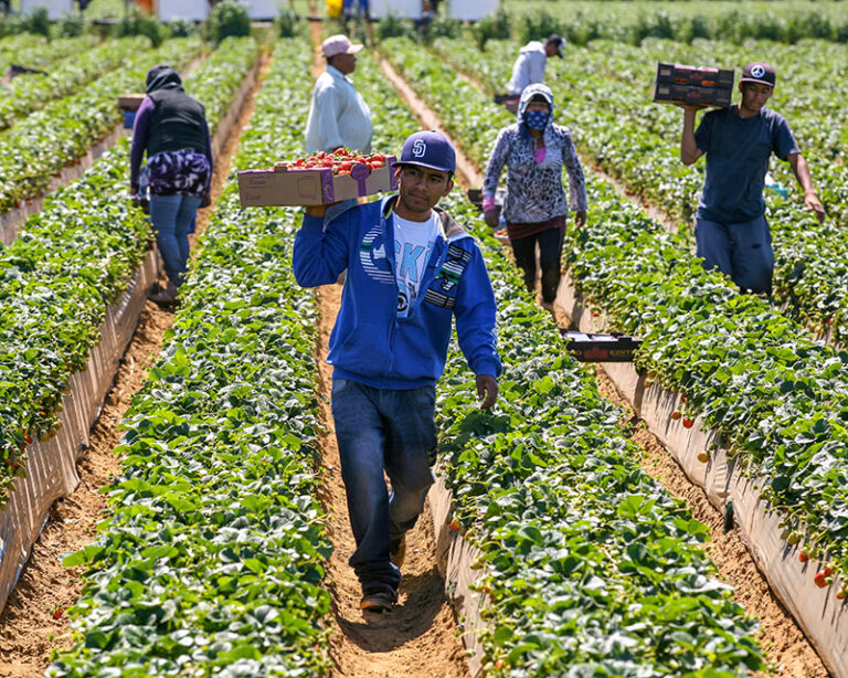 Labor Trafficking Examples - Polaris